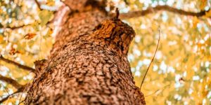 What Kind of Tree Bark Can You Eat – How it Tastes Like?