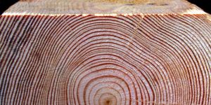 How to Finish the End Grains – Staining and Sealing Tips