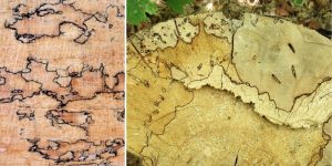 What is Spalting in Lumber – Causes & Prevention Tips